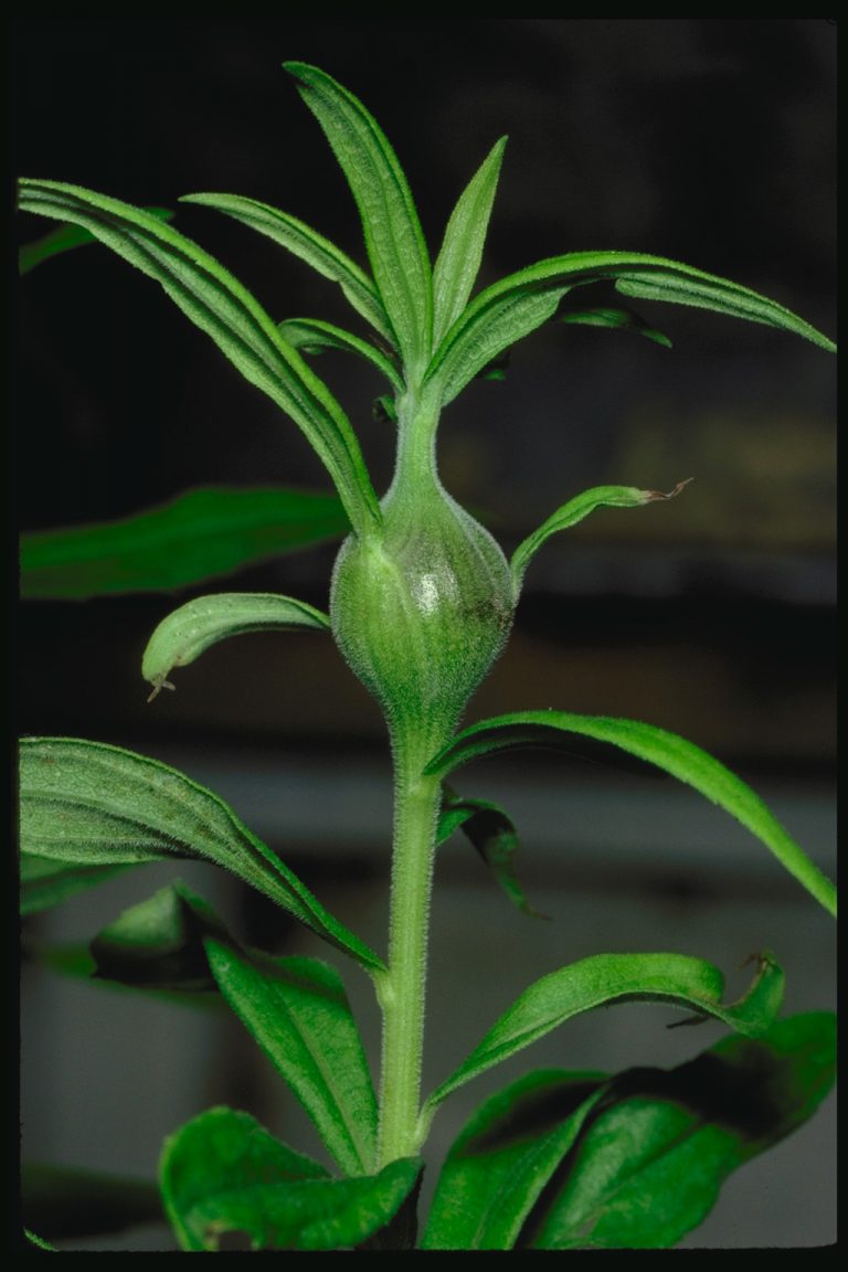 Eurosta Gall Fly Biology « Solidago Eurosta Gall