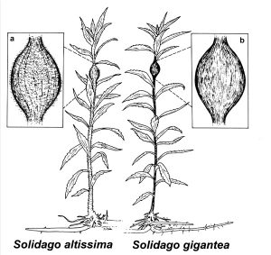Identification of the Solidago Species « Solidago Eurosta Gall