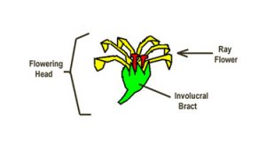 Identification of the Solidago Species « Solidago Eurosta Gall